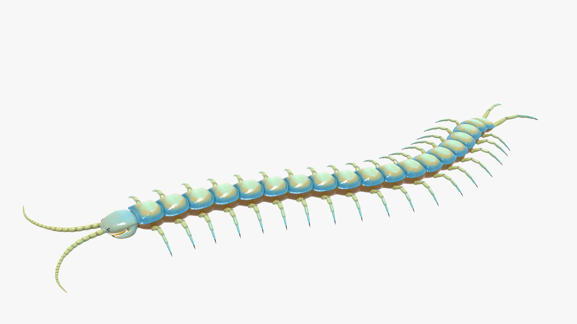 3D Model Tropical Centipede - TurboSquid 1706471