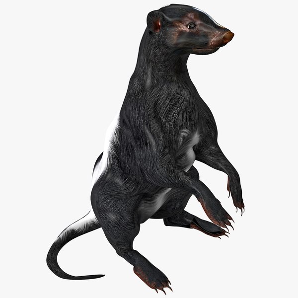 skunk pose 4 3d model