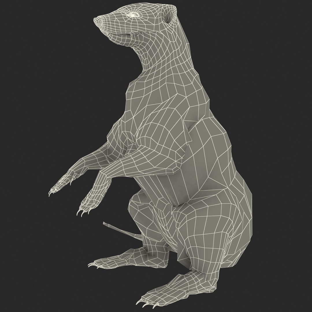 Skunk Pose 4 3d Model