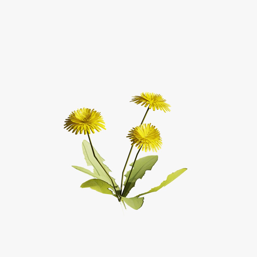 Dandelion Close-Up 3D Model - TurboSquid 1967599