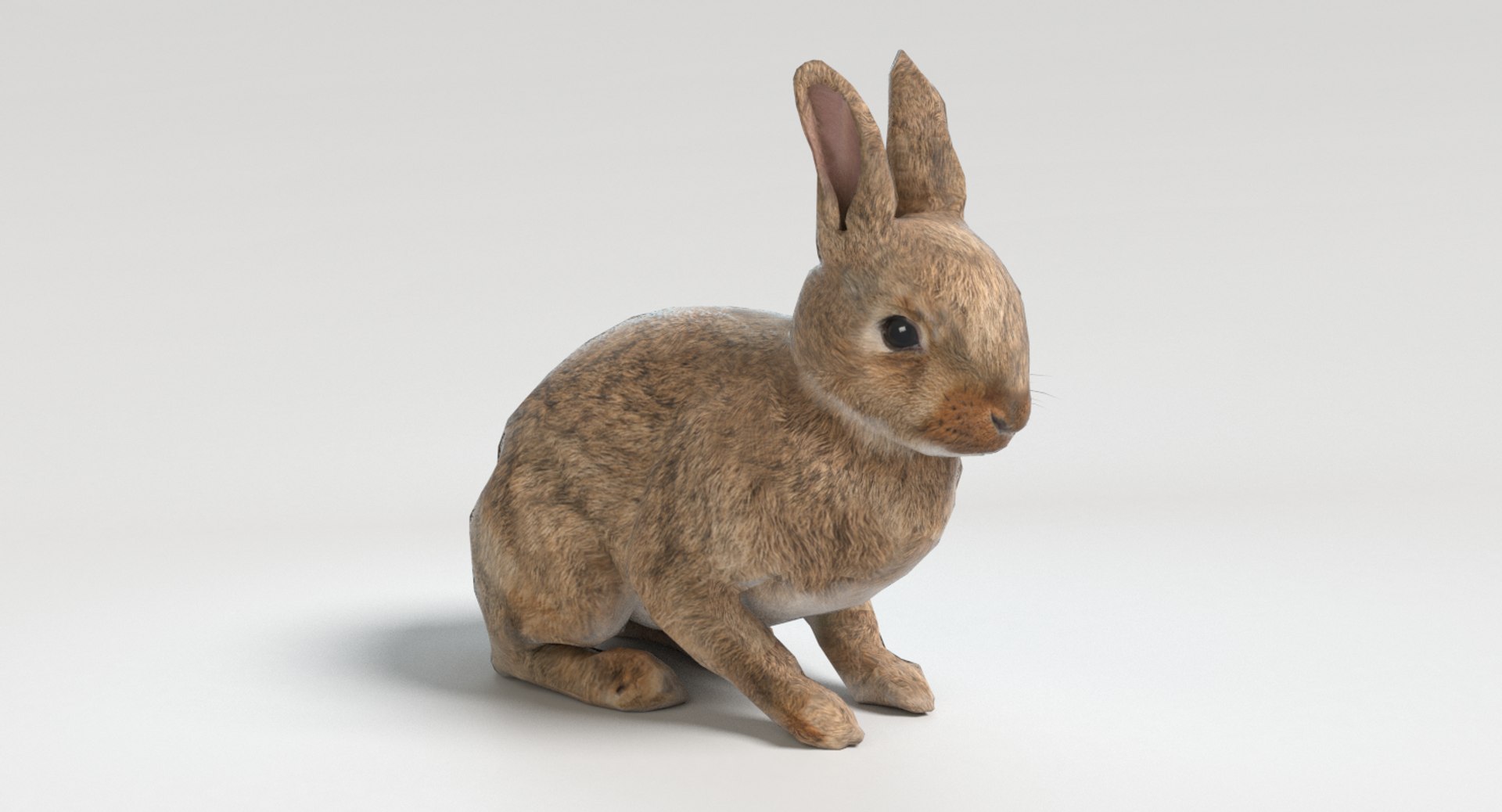 3D Rabbit Animations - TurboSquid 1197080