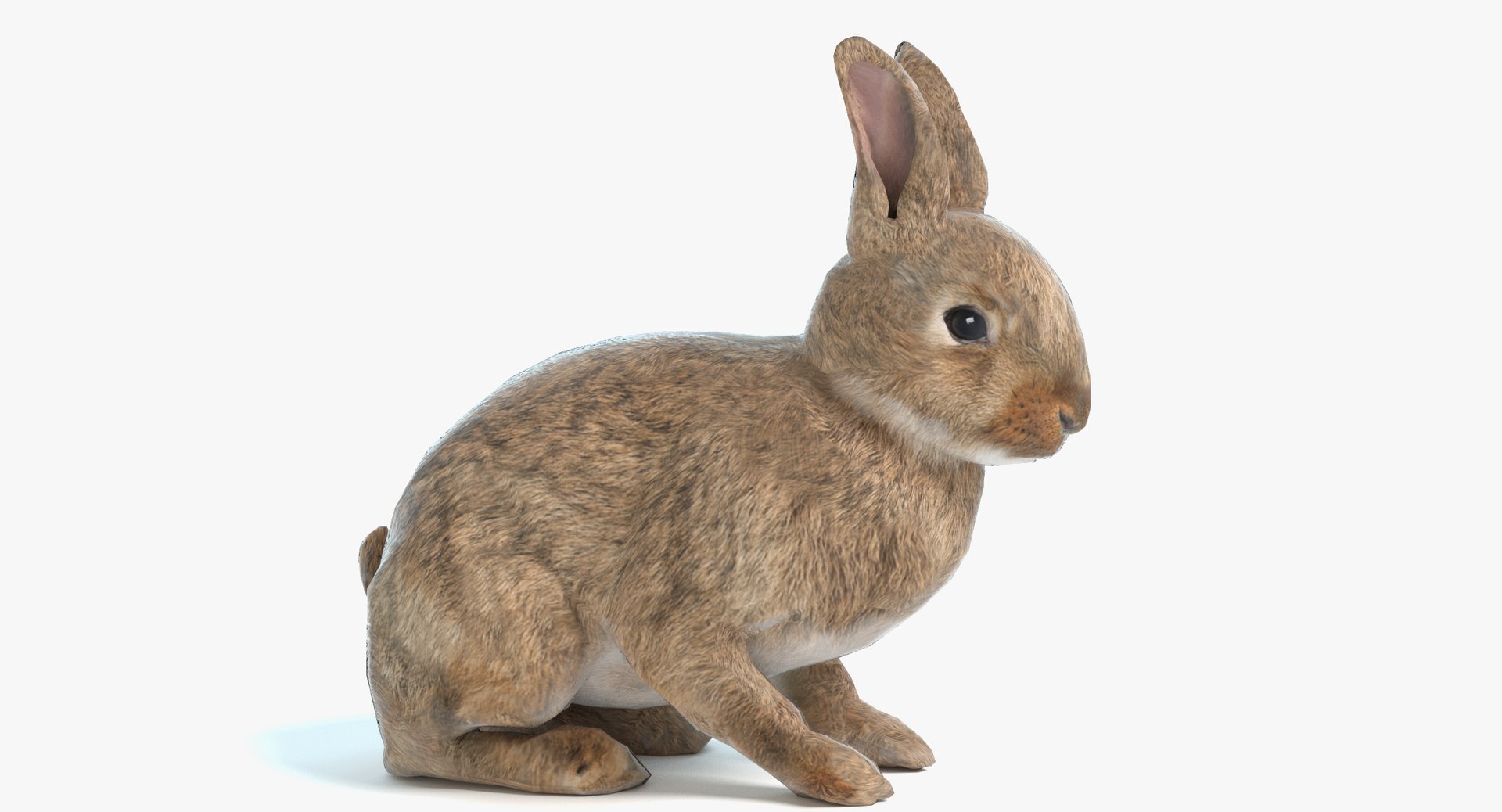 3D Rabbit Animations - TurboSquid 1197080