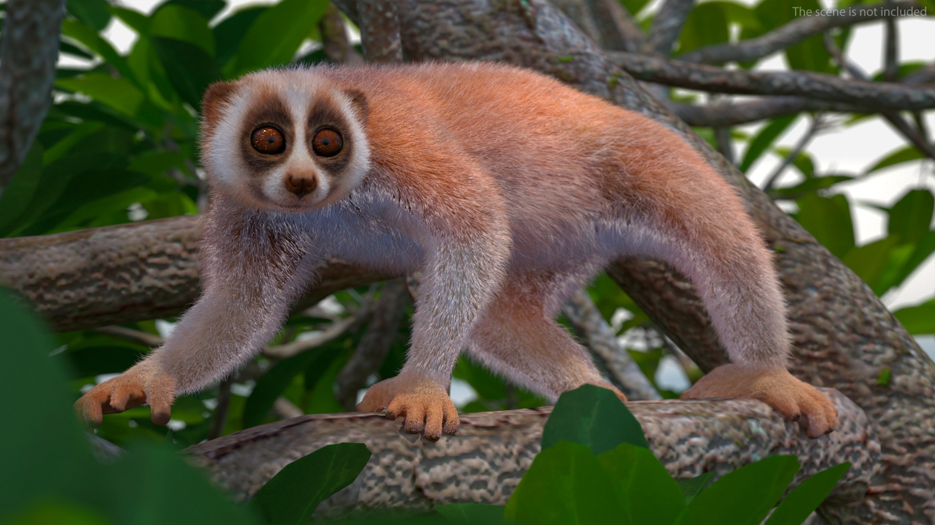 3D Sunda Slow Loris Fur - TurboSquid 2140965