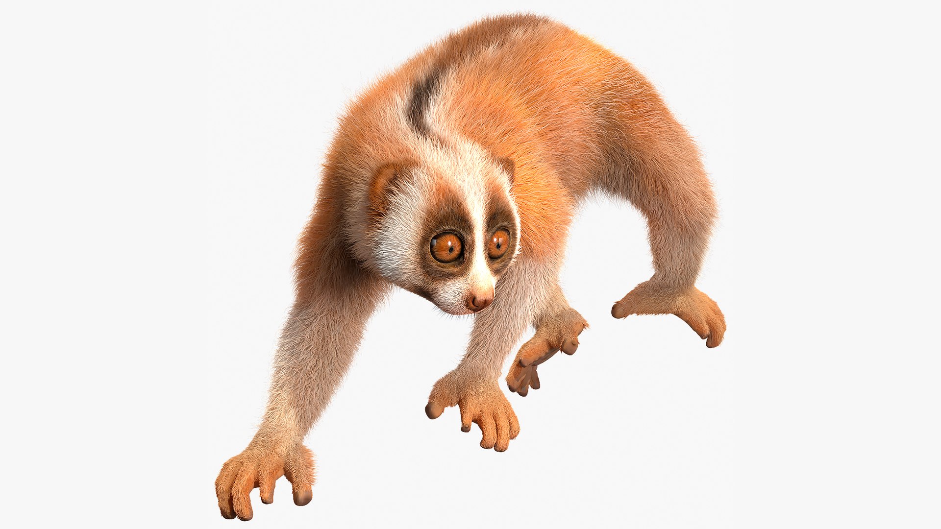 3D Sunda Slow Loris Fur - TurboSquid 2140965