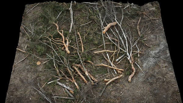 modelo 3d Fotogrametría de ramas de árboles quebradas y suelo forestal ...