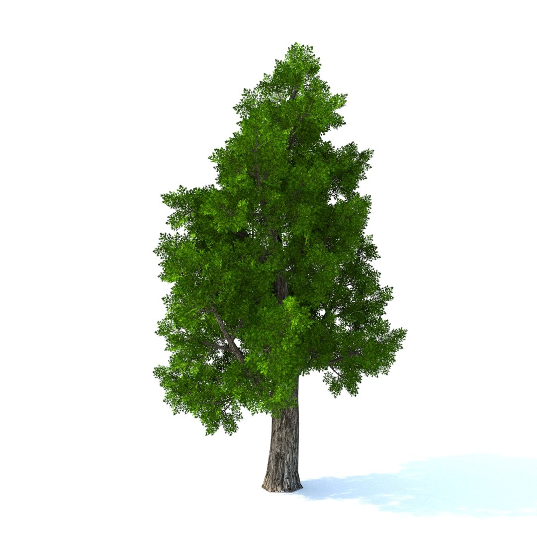 3d Maple Tree