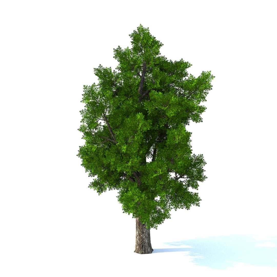 3d Maple Tree