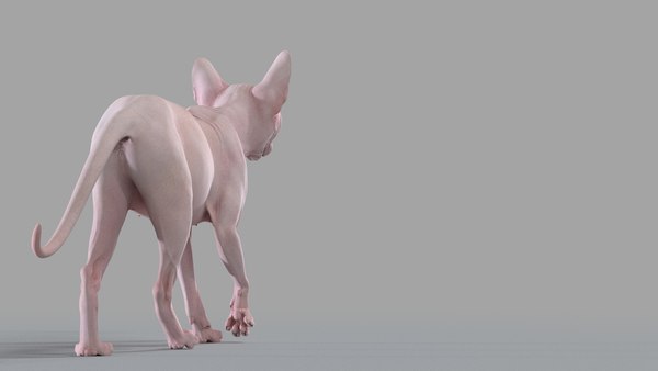 3D Sphynx Cat 2019 Pink Animated model - TurboSquid 1716390