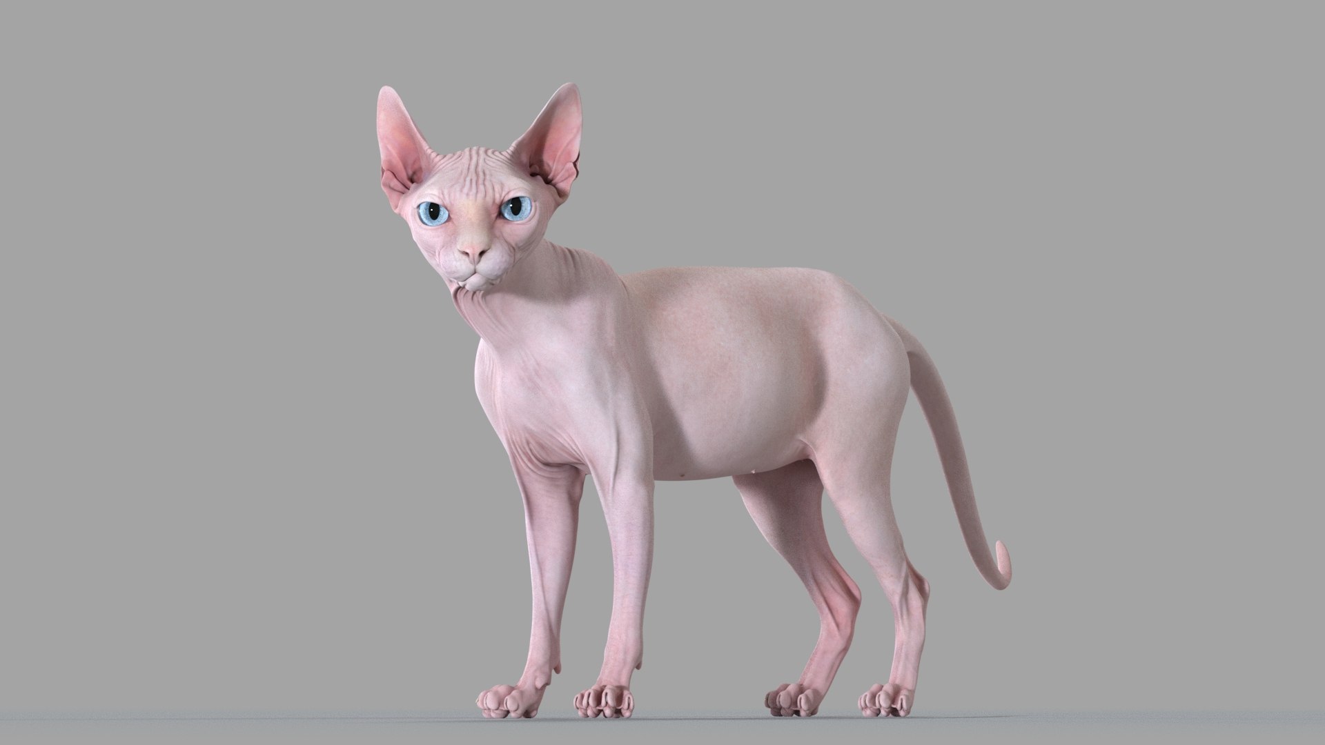 3D Sphynx Cat 2019 Pink Animated Model - TurboSquid 1716390