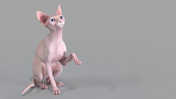 3D Sphynx Cat 2019 Pink Animated model - TurboSquid 1716390