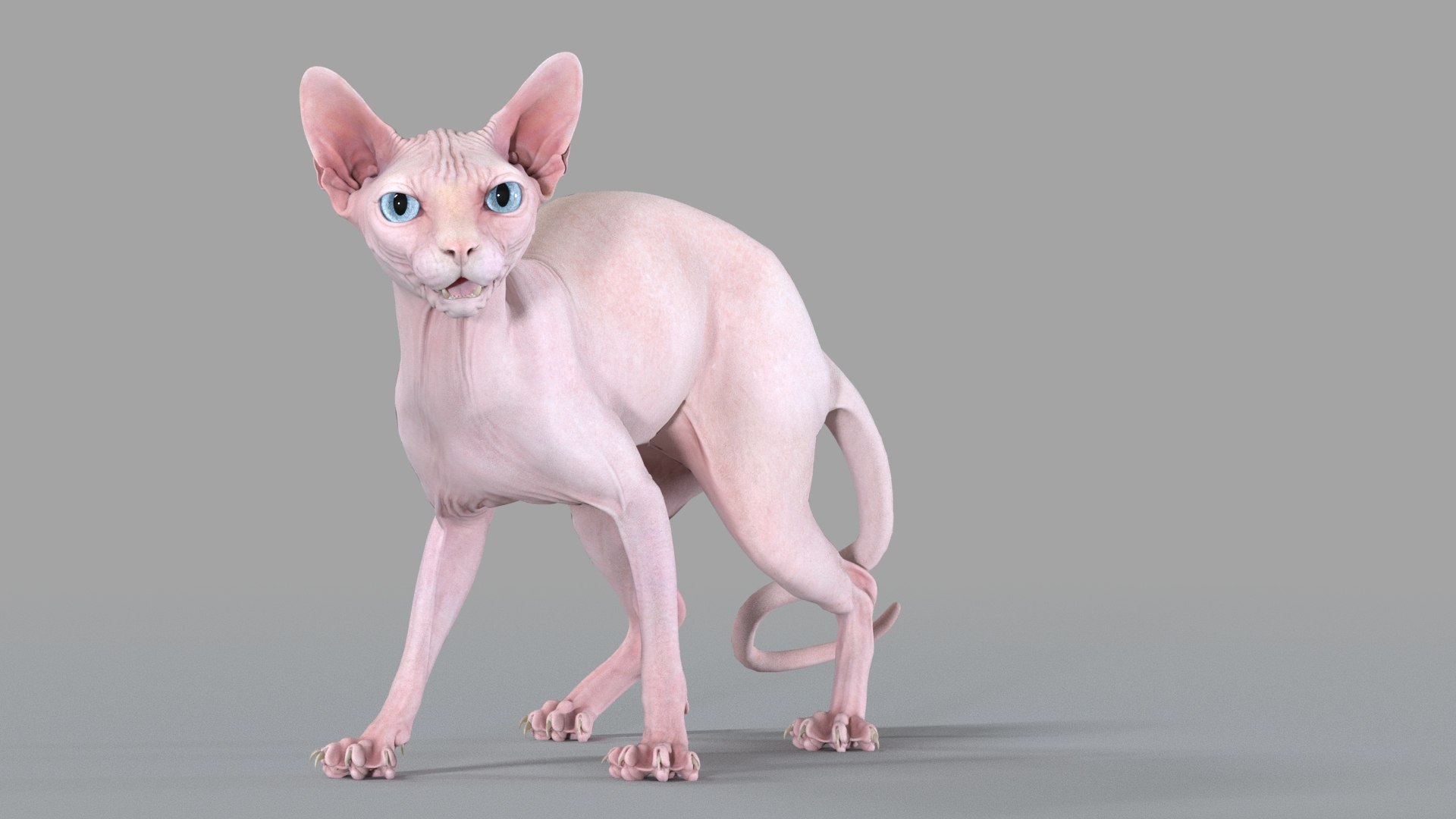 3D Sphynx Cat 2019 Pink Animated Model - TurboSquid 1716390