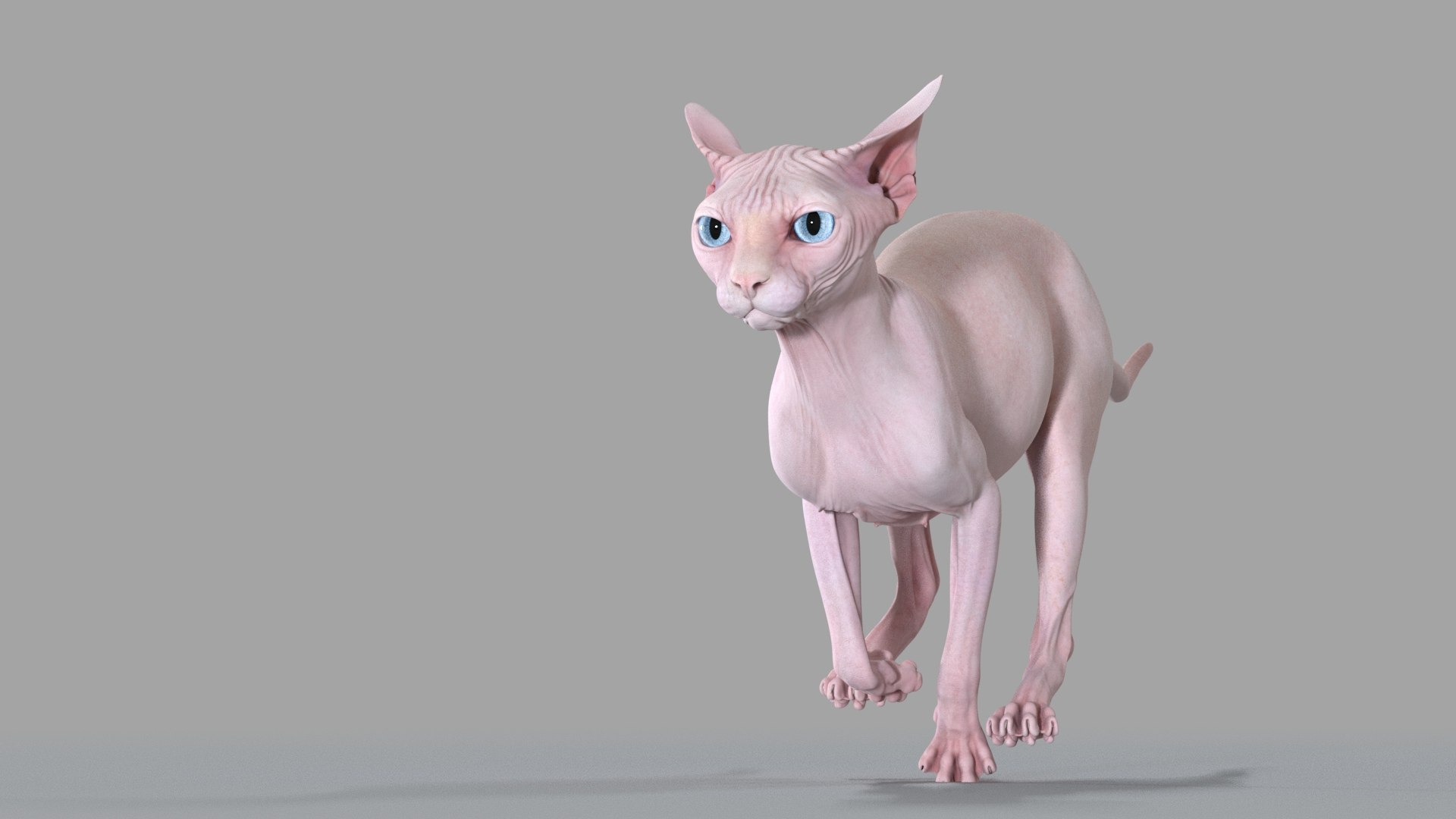 3D Sphynx Cat 2019 Pink Animated model - TurboSquid 1716390