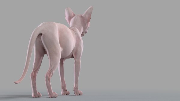3D Sphynx Cat 2019 Pink Animated model - TurboSquid 1716390