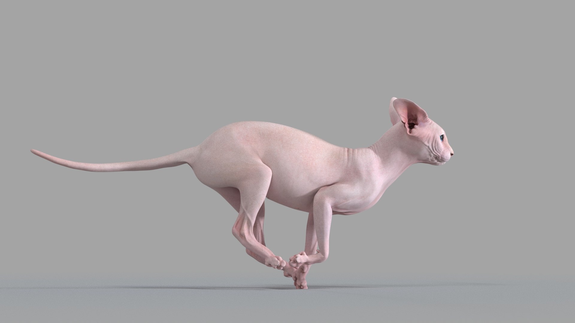 3D Sphynx Cat 2019 Pink Animated Model - TurboSquid 1716390
