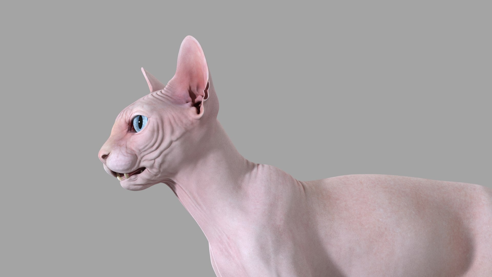 3D Sphynx Cat 2019 Pink Animated Model - TurboSquid 1716390