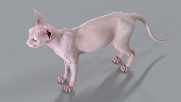 3D Sphynx Cat 2019 Pink Animated model - TurboSquid 1716390