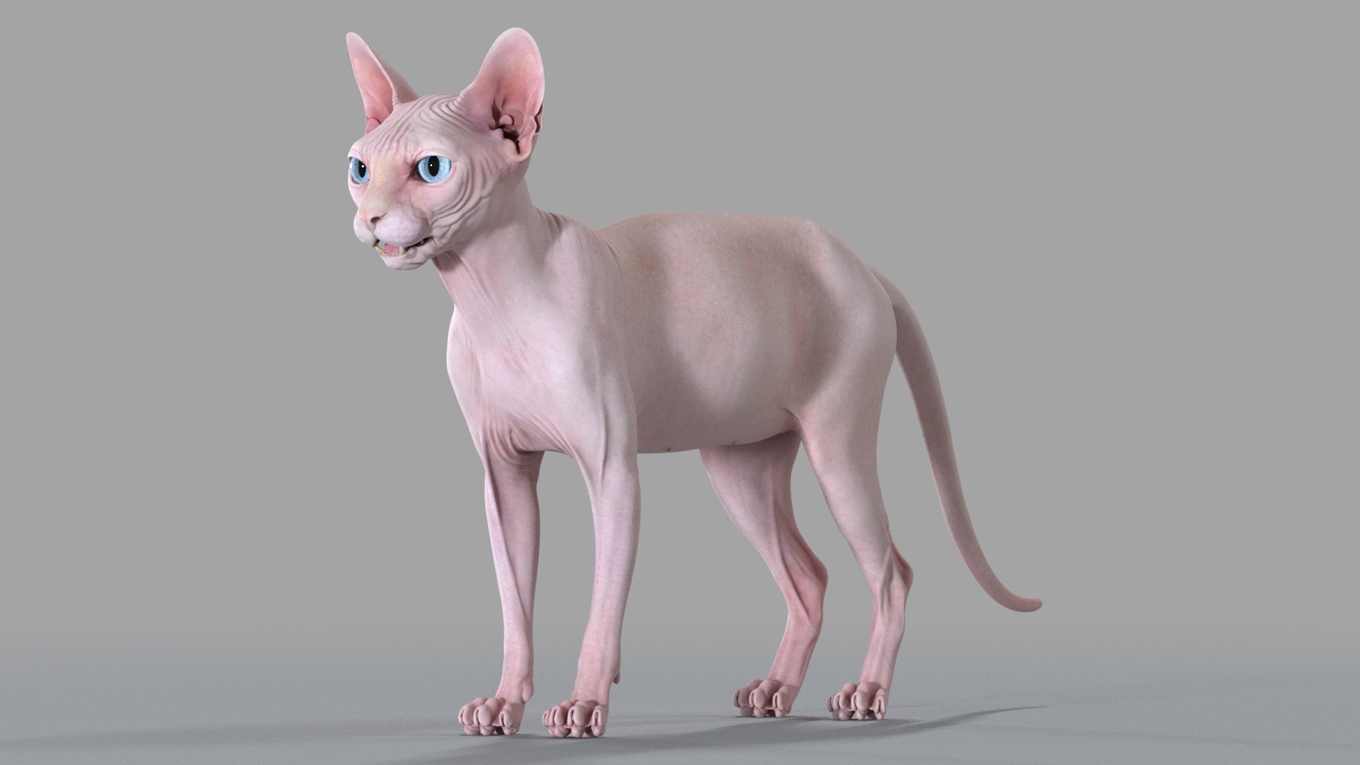 3D Sphynx Cat 2019 Pink Animated Model - TurboSquid 1716390