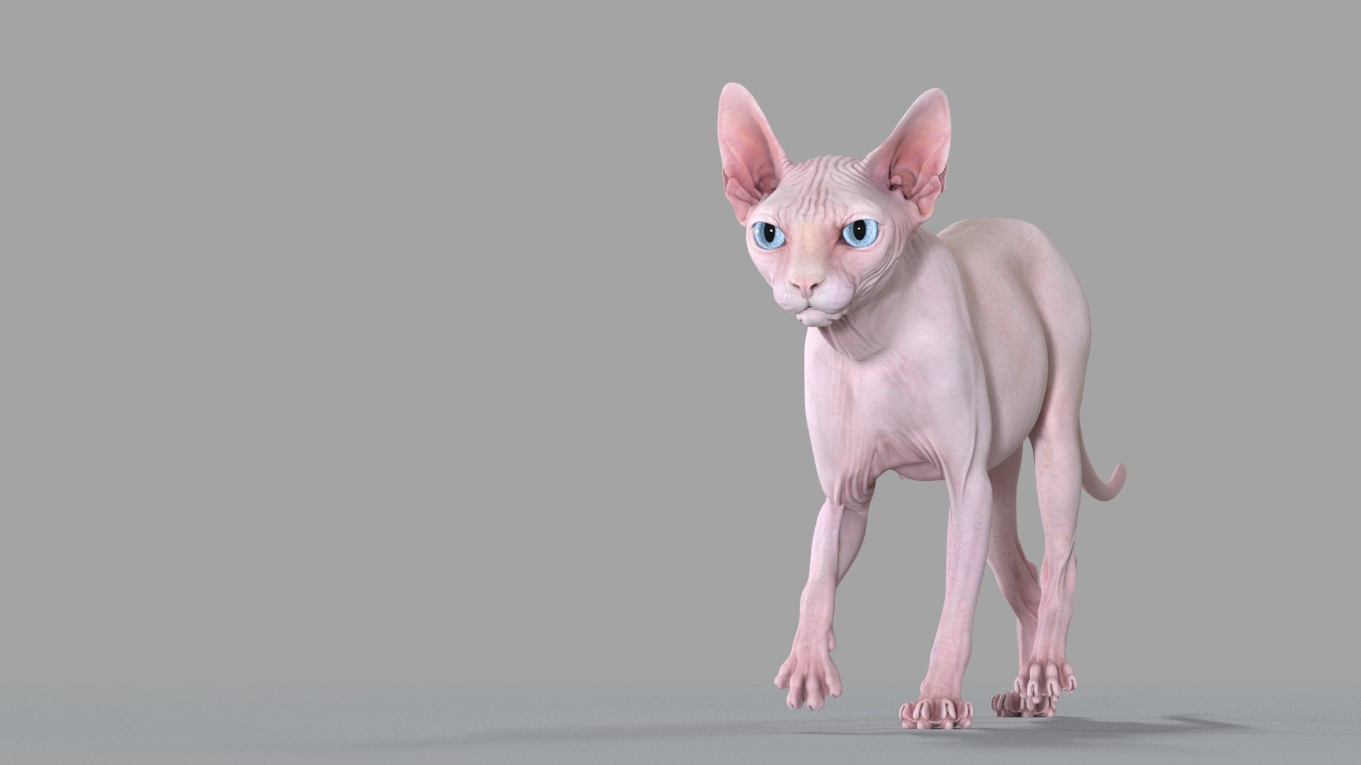 3D Sphynx Cat 2019 Pink Animated model - TurboSquid 1716390