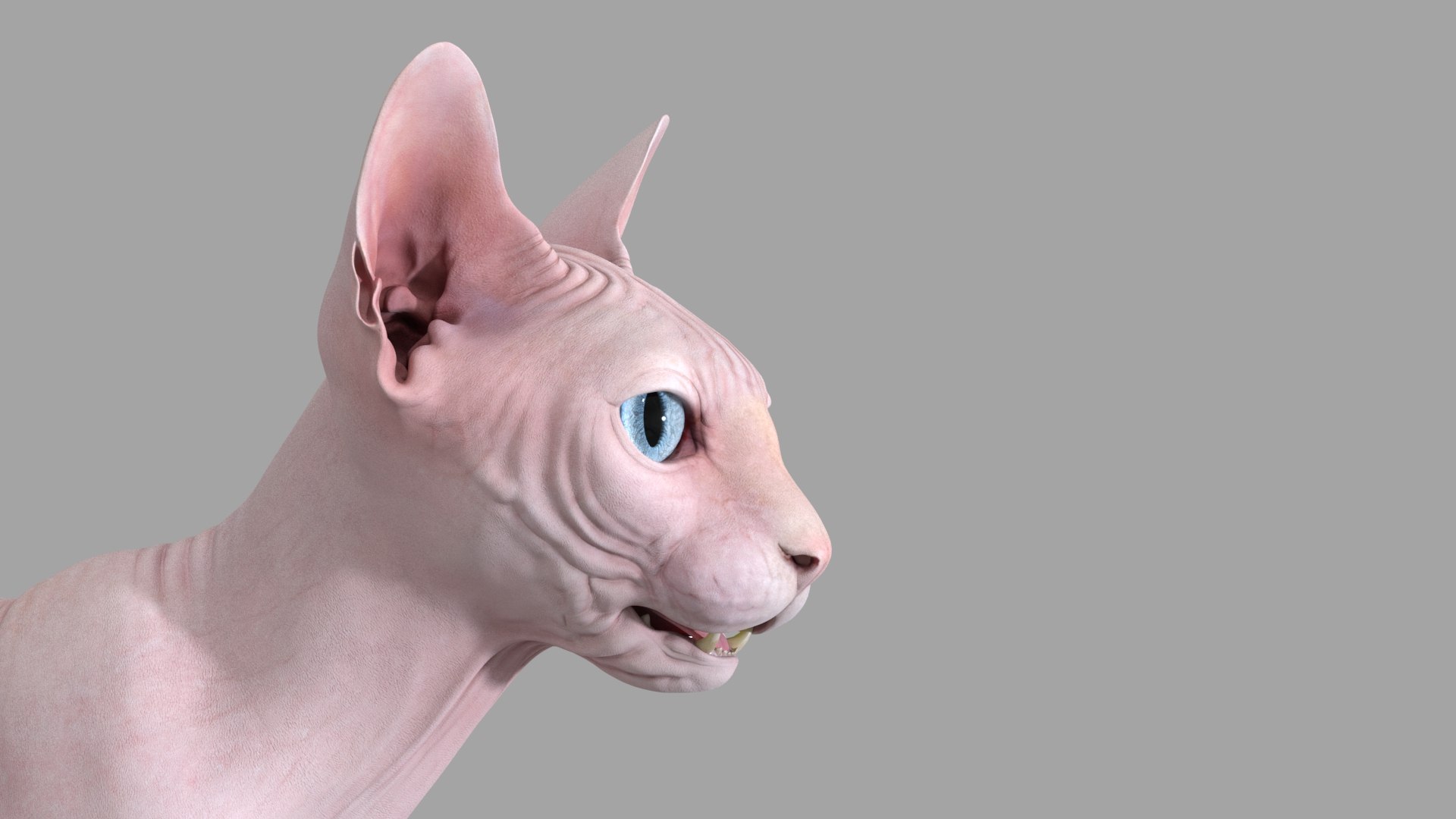 3D Sphynx Cat 2019 Pink Animated Model - TurboSquid 1716390