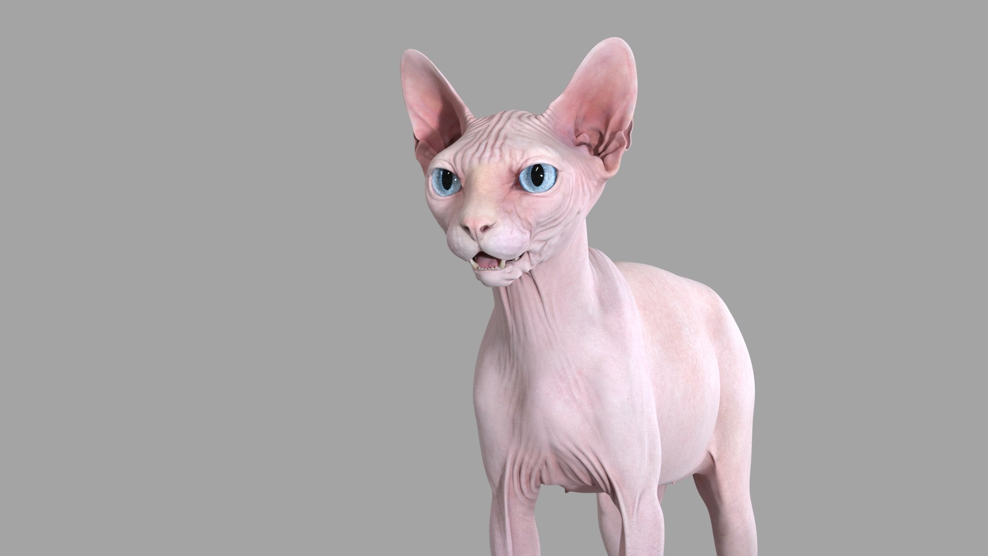 3D Sphynx Cat 2019 Pink Animated Model - TurboSquid 1716390