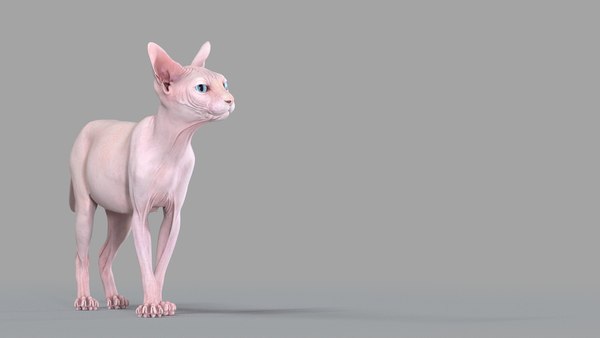 3D Sphynx Cat 2019 Pink Animated model - TurboSquid 1716390
