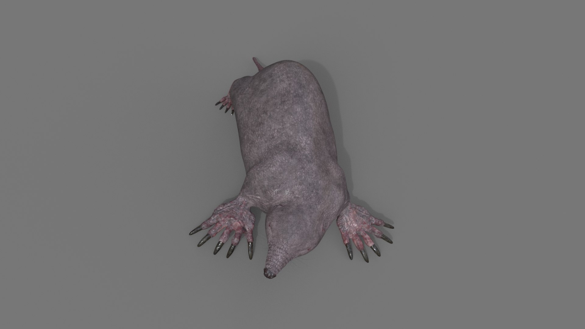 Mole rigged fur model - TurboSquid 1455551