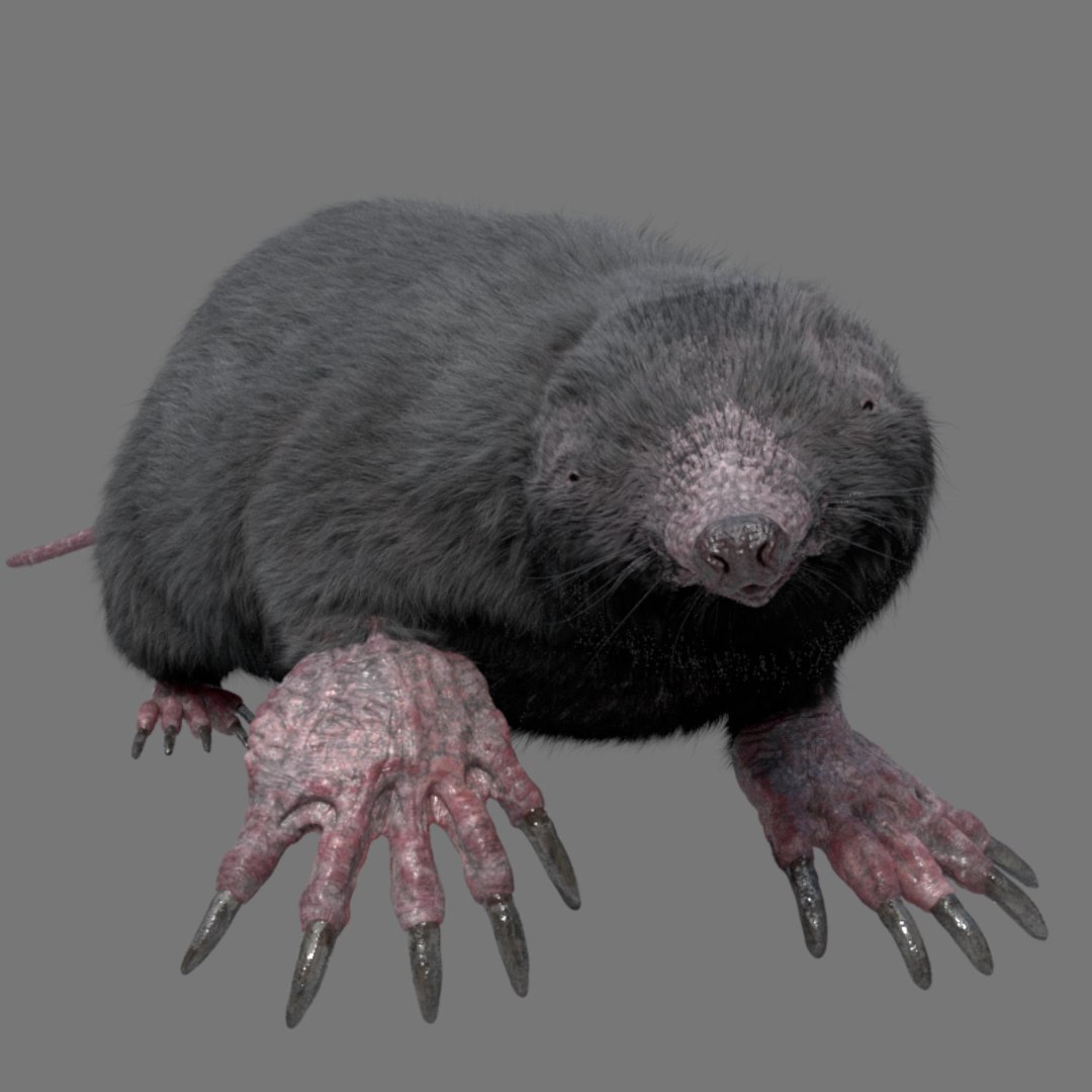 Mole rigged fur model - TurboSquid 1455551