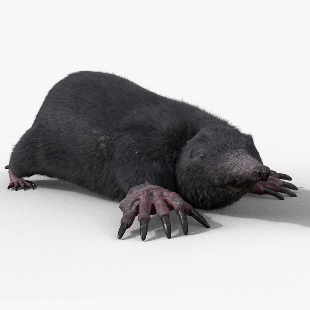Mole rigged fur model - TurboSquid 1455551