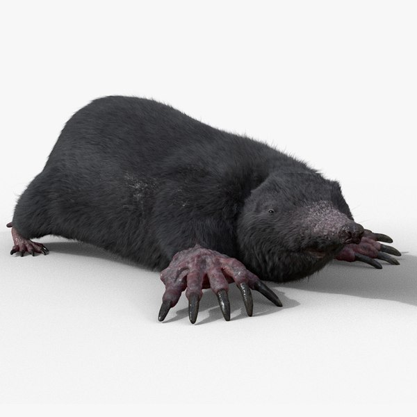 Mole 3D Models for Download | TurboSquid