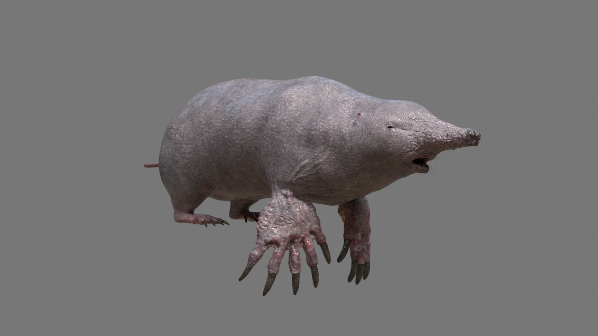 Mole rigged fur model - TurboSquid 1455551