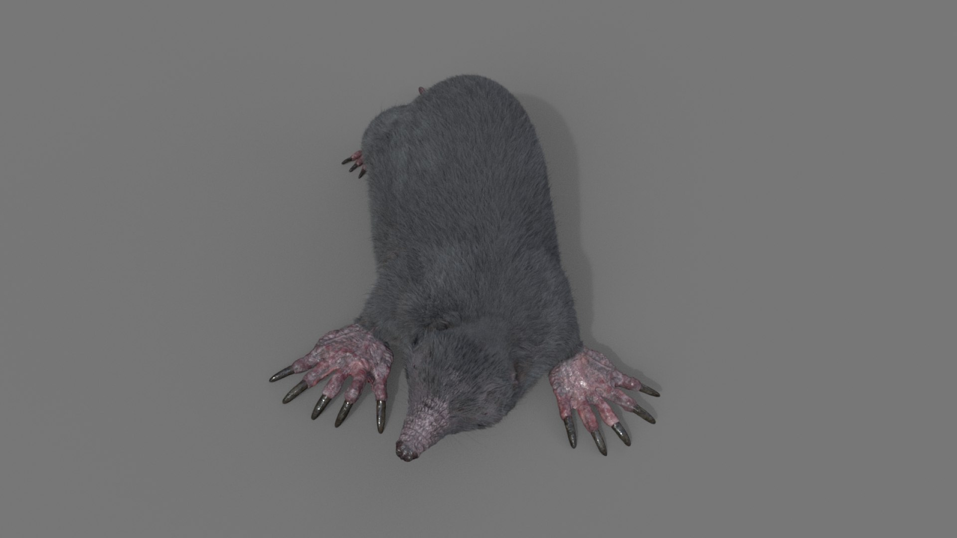 Mole rigged fur model - TurboSquid 1455551