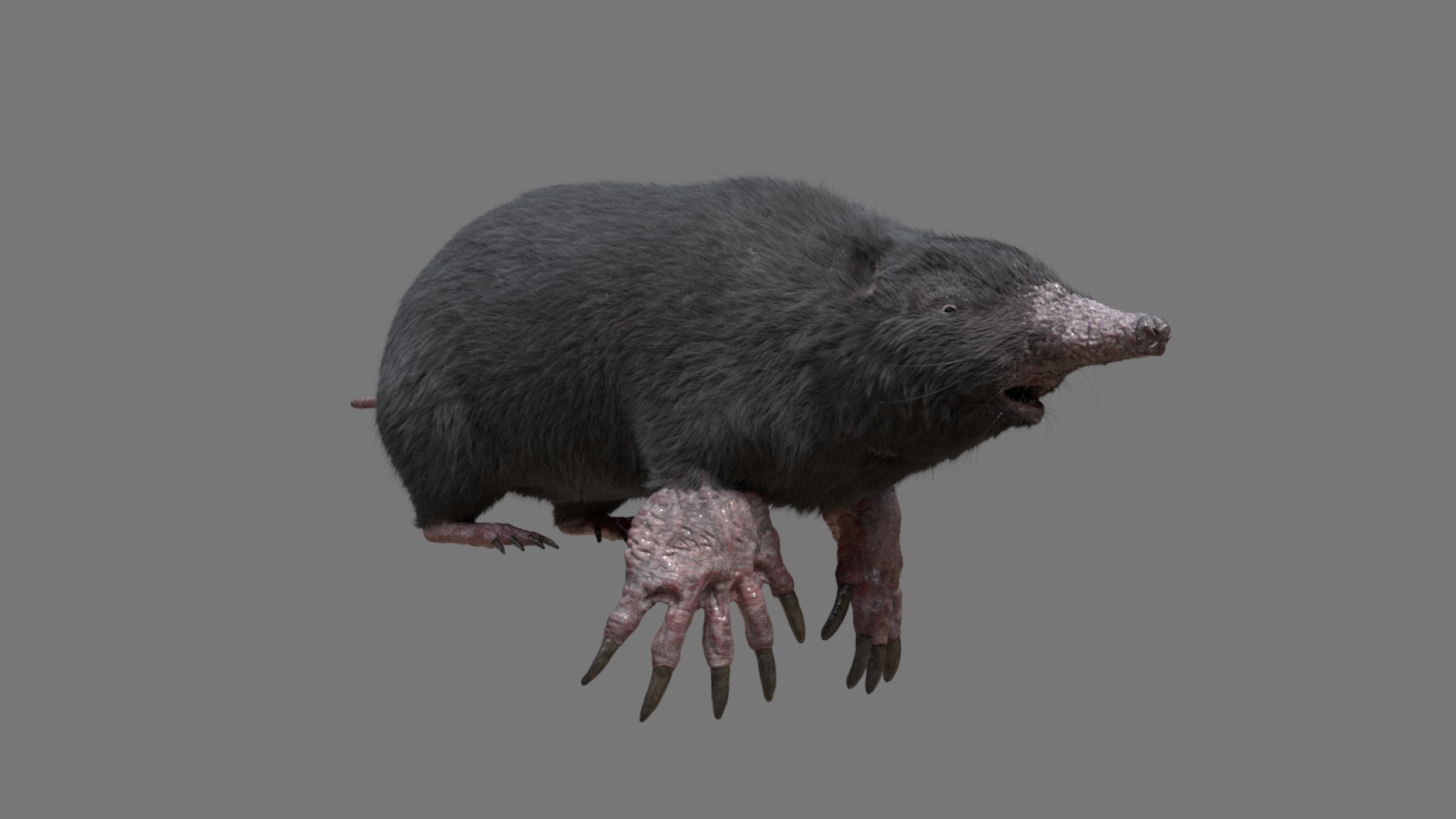Mole rigged fur model - TurboSquid 1455551