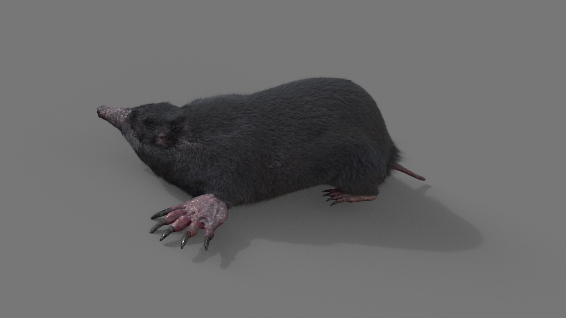 Mole rigged fur model - TurboSquid 1455551