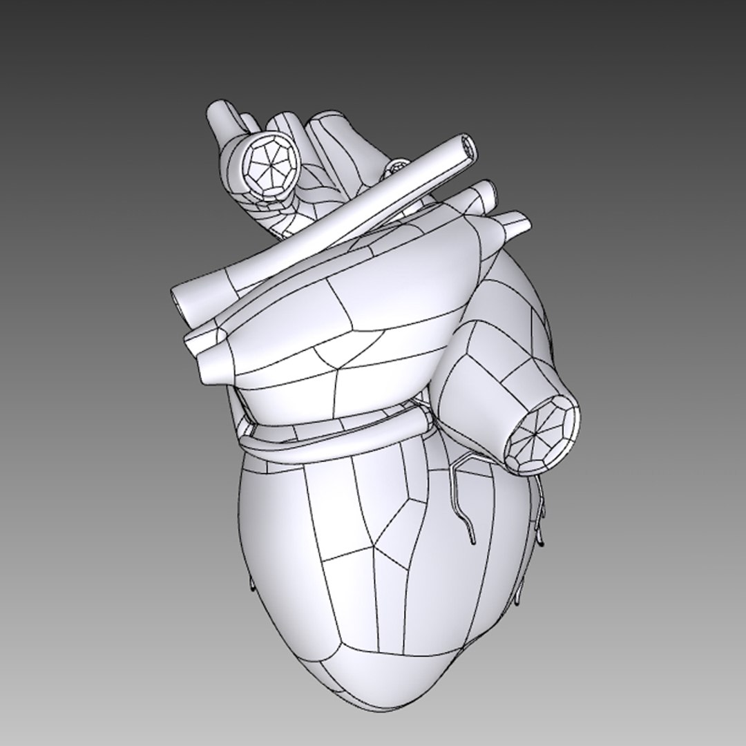 Igs Human Heart 3d Model