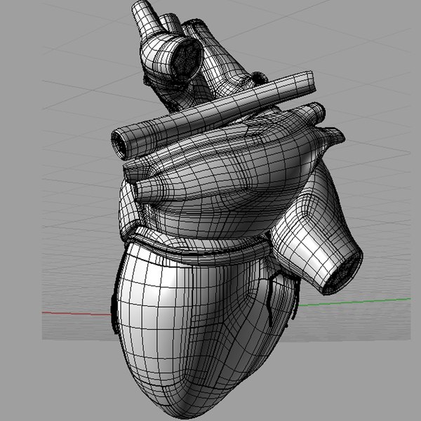 igs human heart 3d model