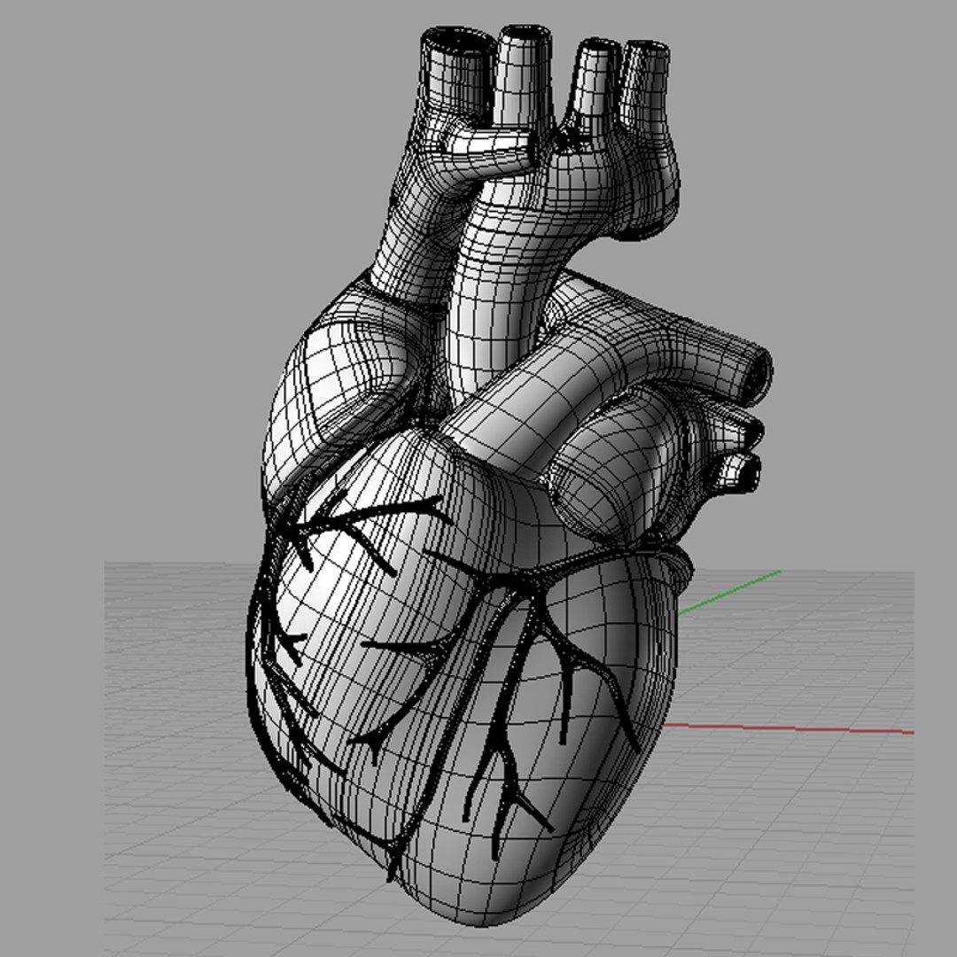 Igs Human Heart 3d Model