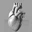 igs human heart 3d model