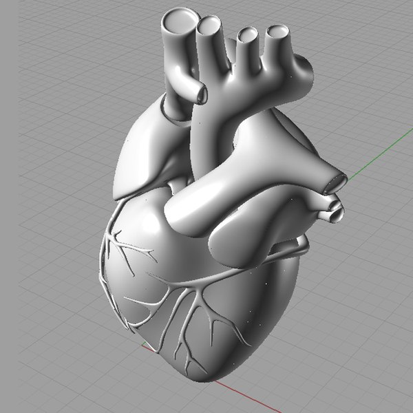 igs human heart 3d model