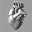 igs human heart 3d model