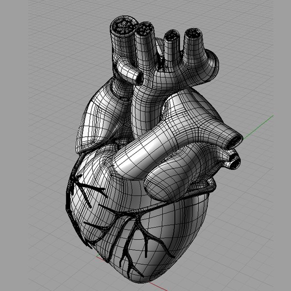 igs human heart 3d model