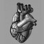 igs human heart 3d model