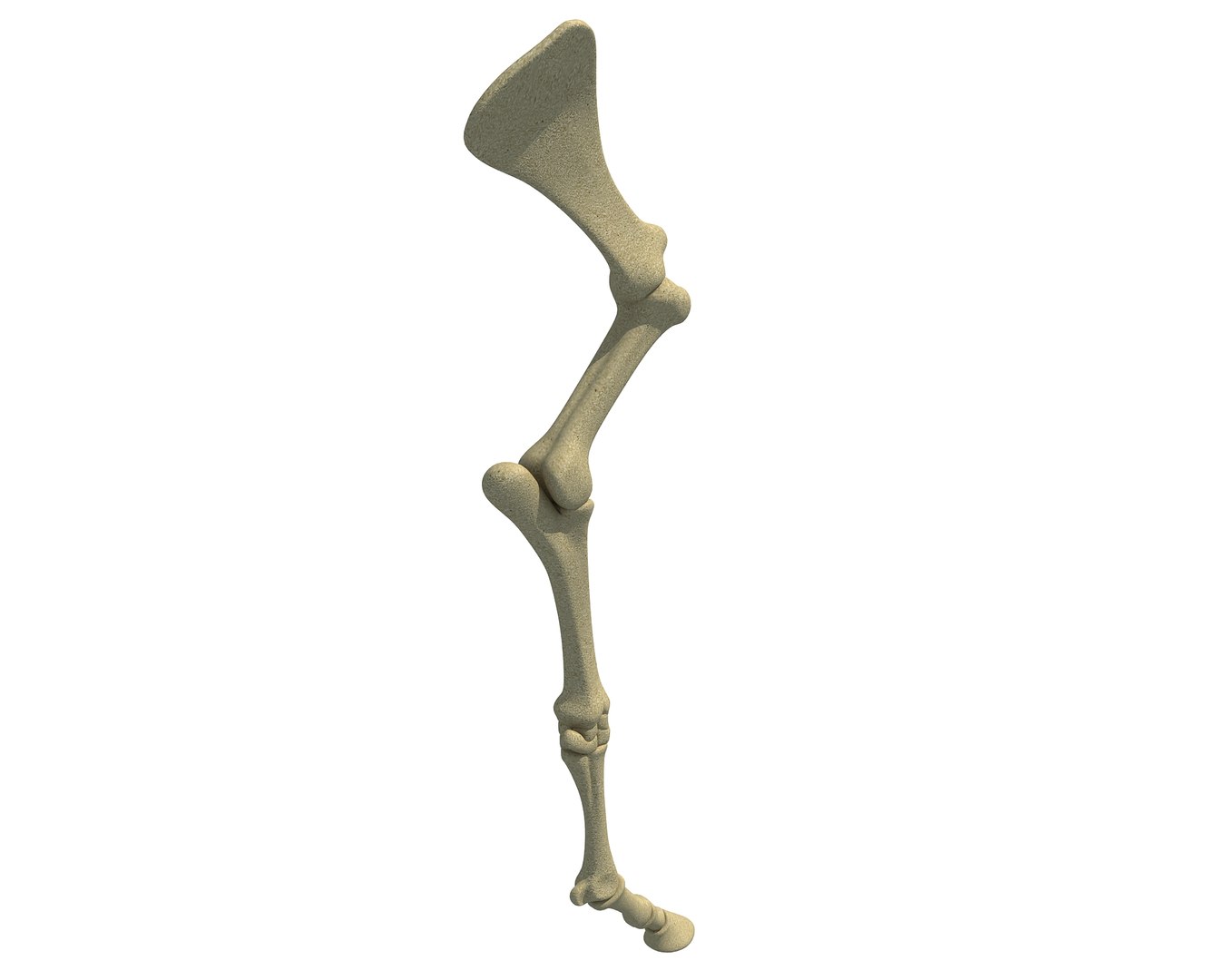 Animal Skeleton Arm 3D Model - TurboSquid 1171323