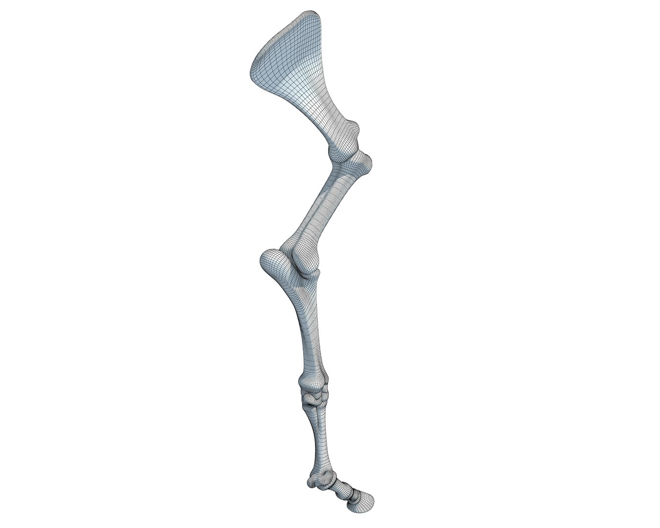Animal Skeleton Arm 3D Model - TurboSquid 1171323