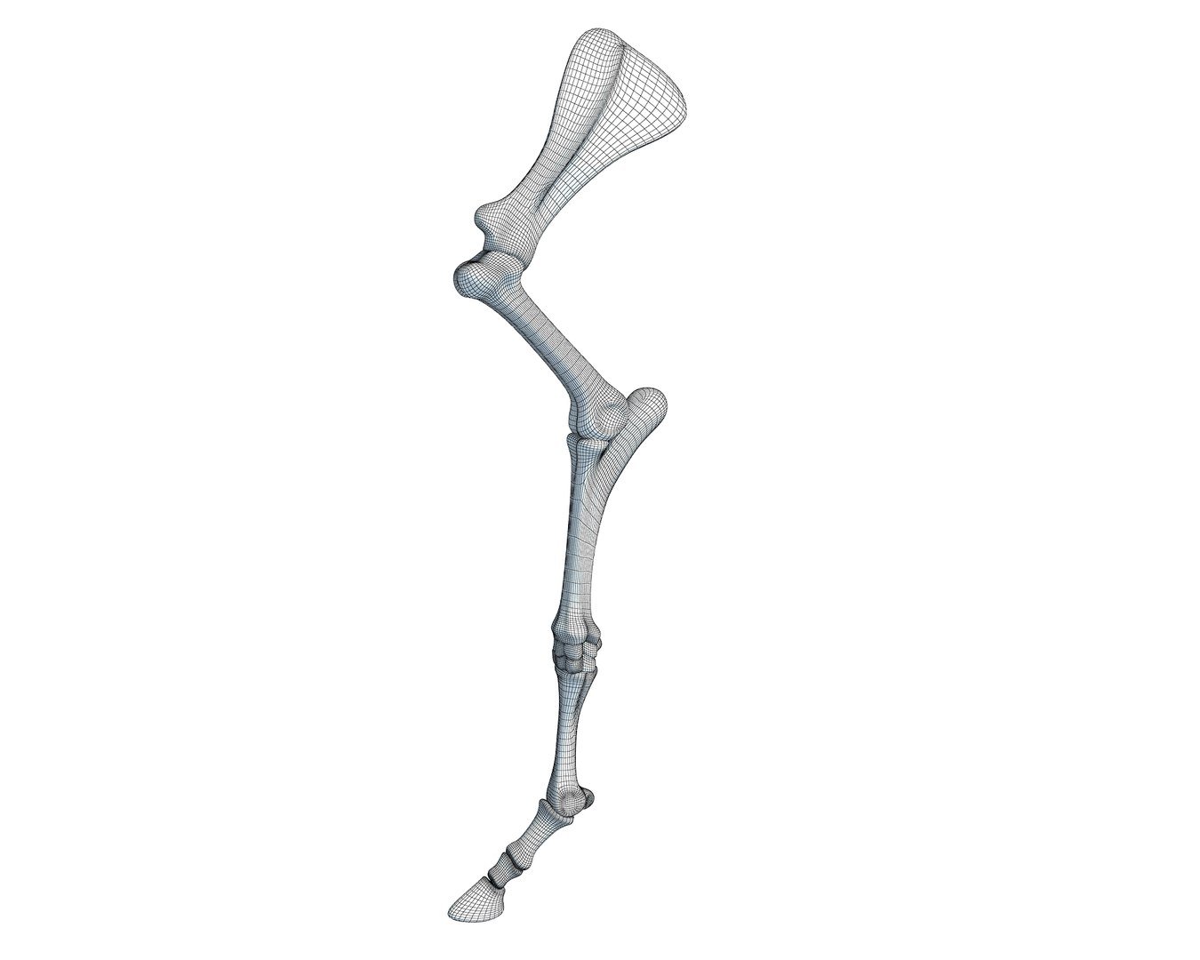 Animal Skeleton Arm 3D Model - TurboSquid 1171323