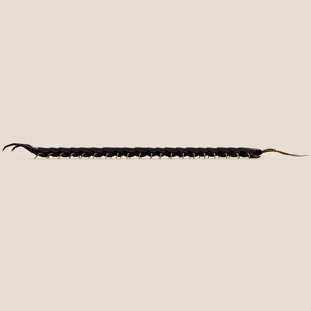 Max Centipede Modelled