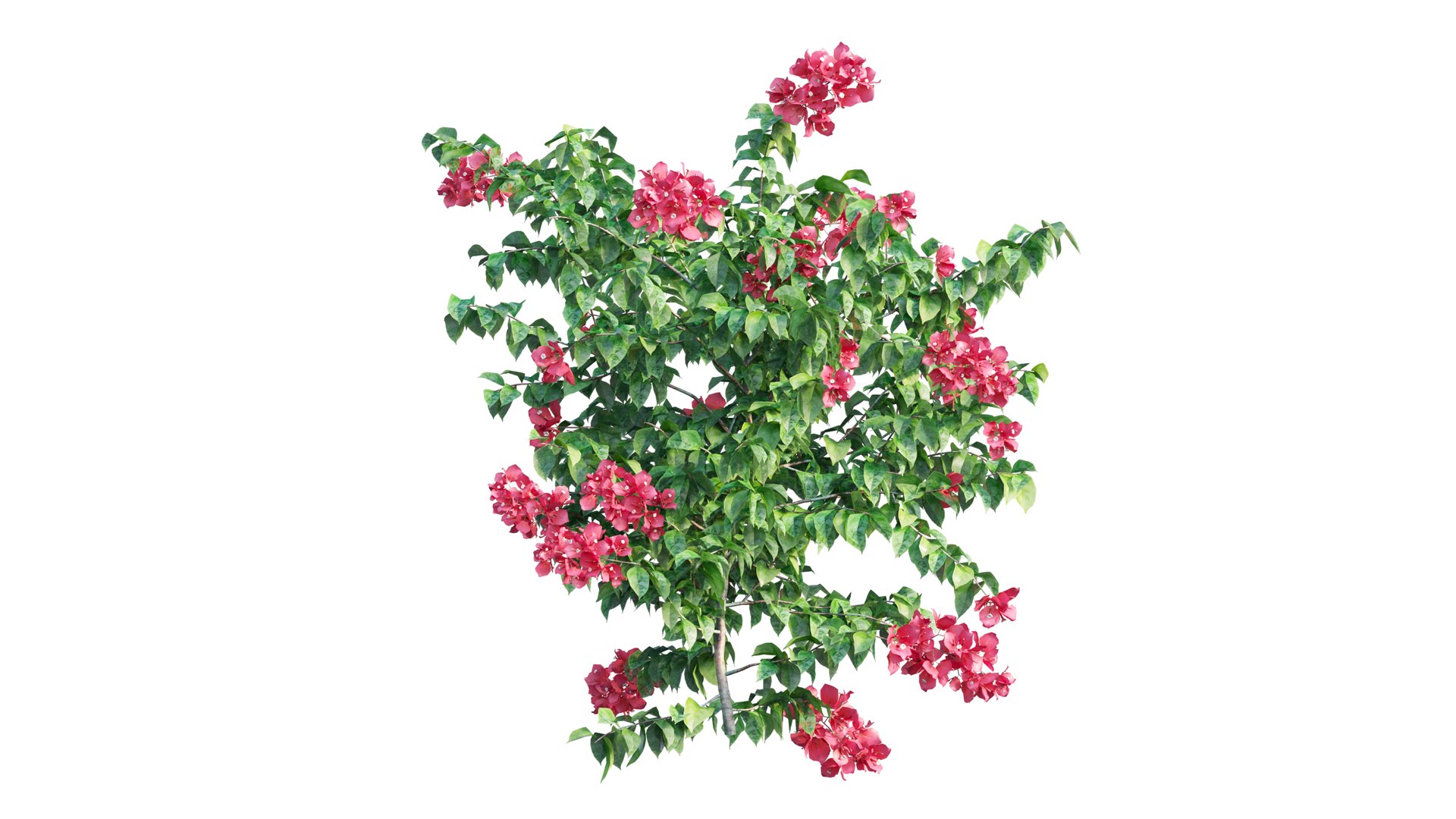 3D Bougainvillea Plant Set 32 - TurboSquid 1982691
