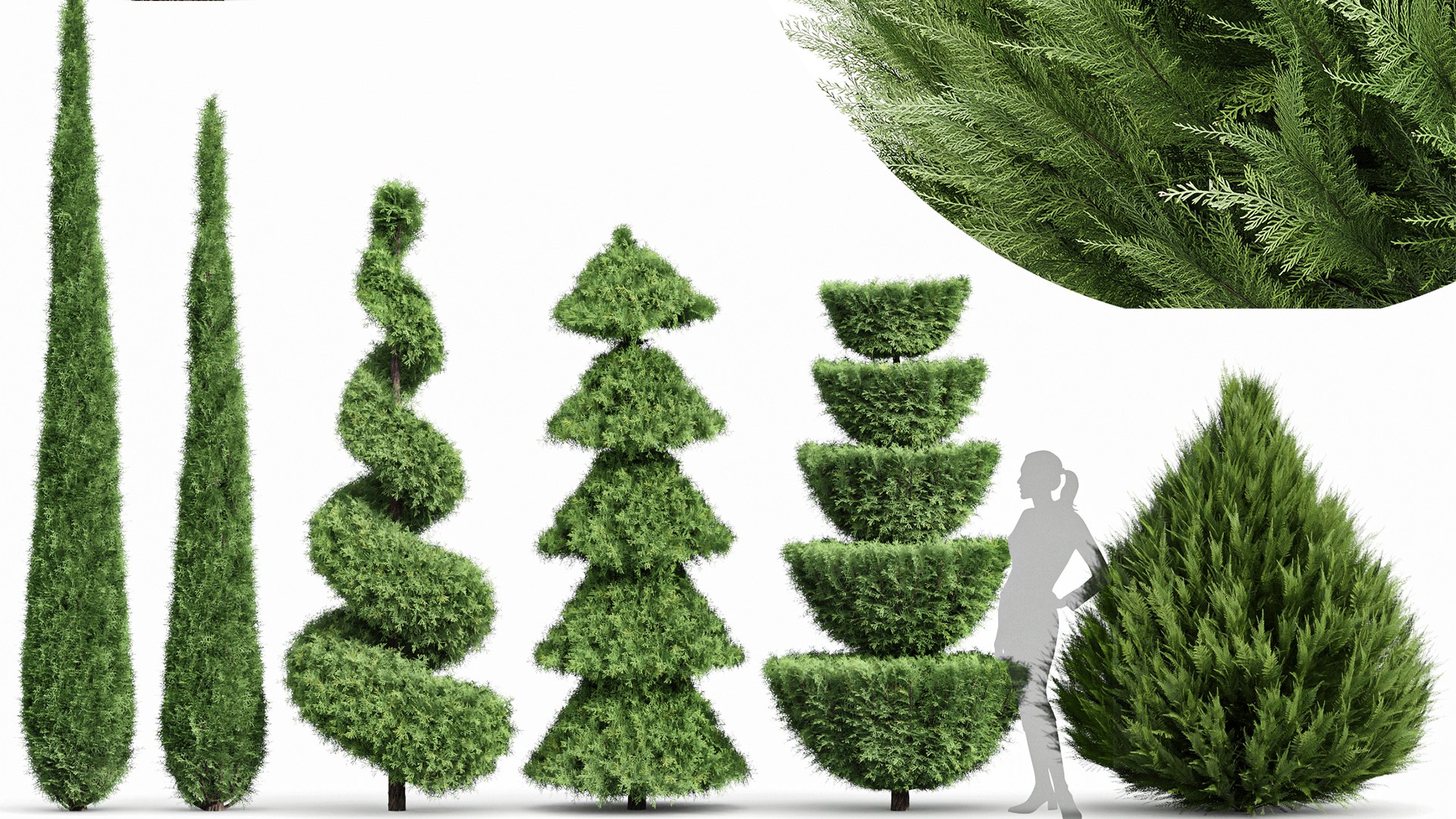 Beloved - Cypress Italian Pencil Cypress Spartan Taylor 6 Trees 3D ...