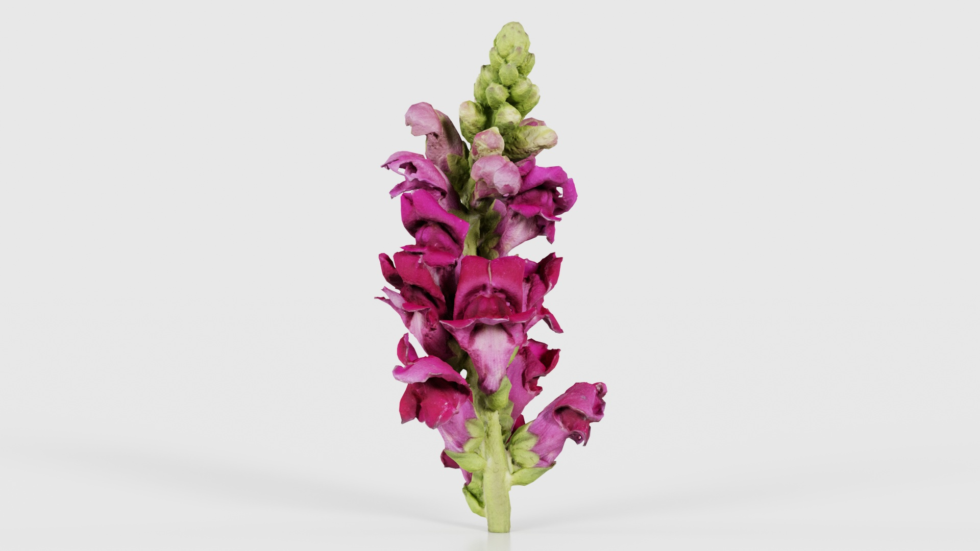 Close Up Great Garden Snapdragon Dragon Plant Antirrhinum Majus ...