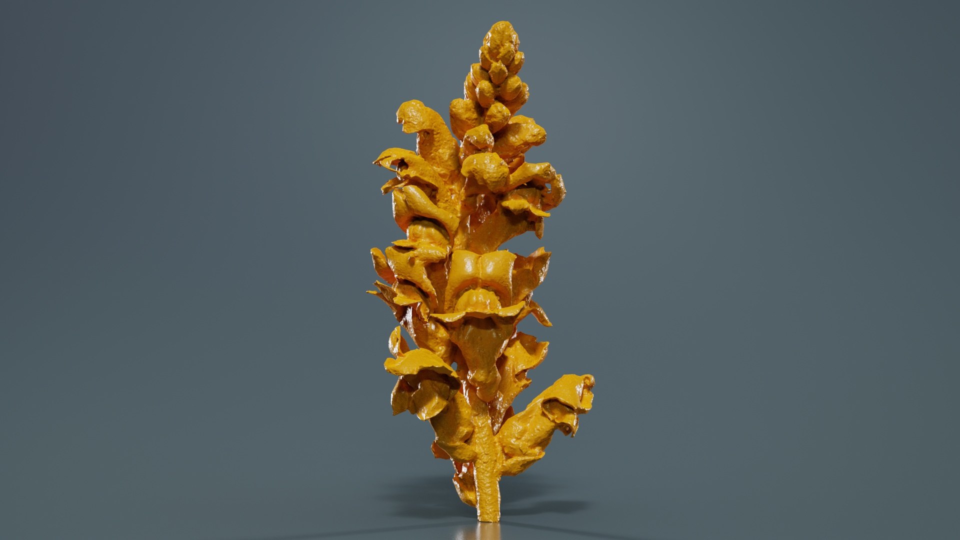 Close Up Great Garden Snapdragon Dragon Plant Antirrhinum Majus ...