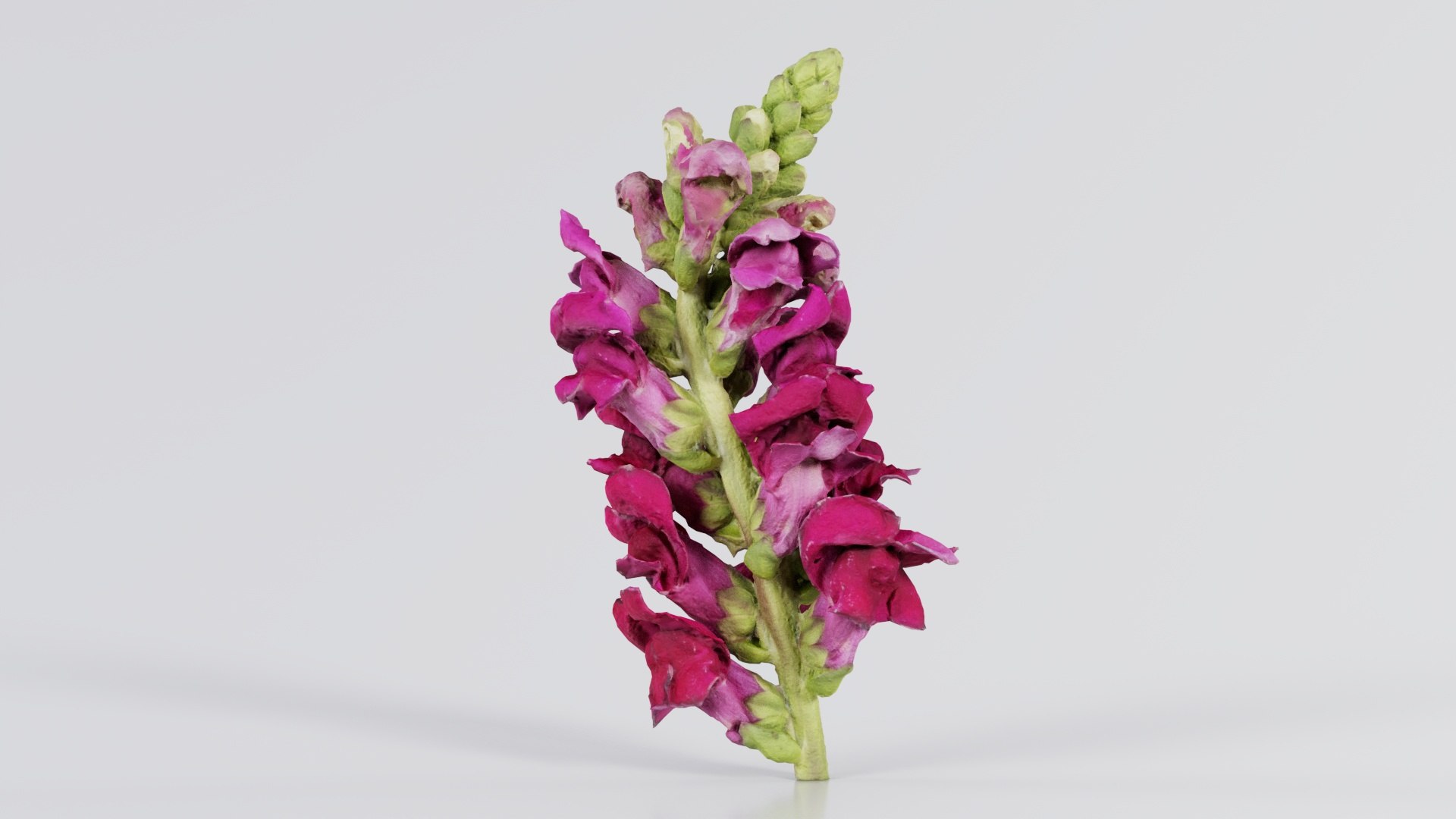 Close Up Great Garden Snapdragon Dragon Plant Antirrhinum Majus ...